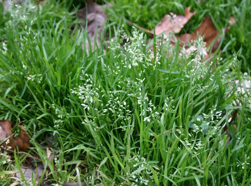Common Lawn Weeds And How To Spot Them - Home & Texture