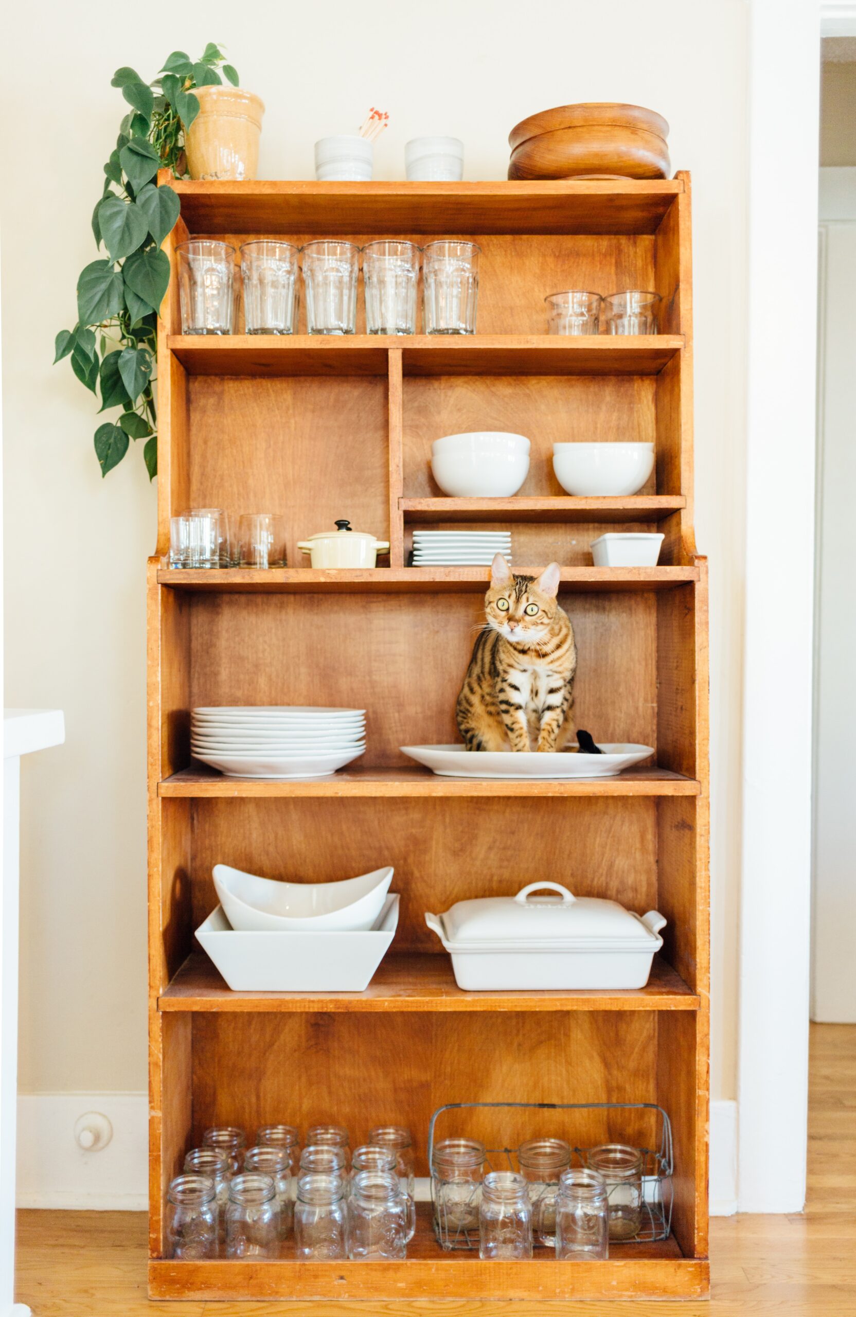 The Ultimate Guide to Cat-Proofing Your Home - Home & Texture