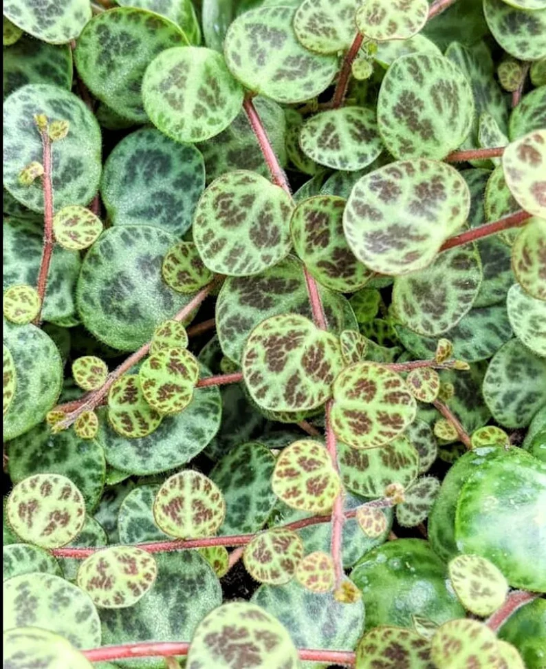 String of Turtles: How to care and nurture this houseplant