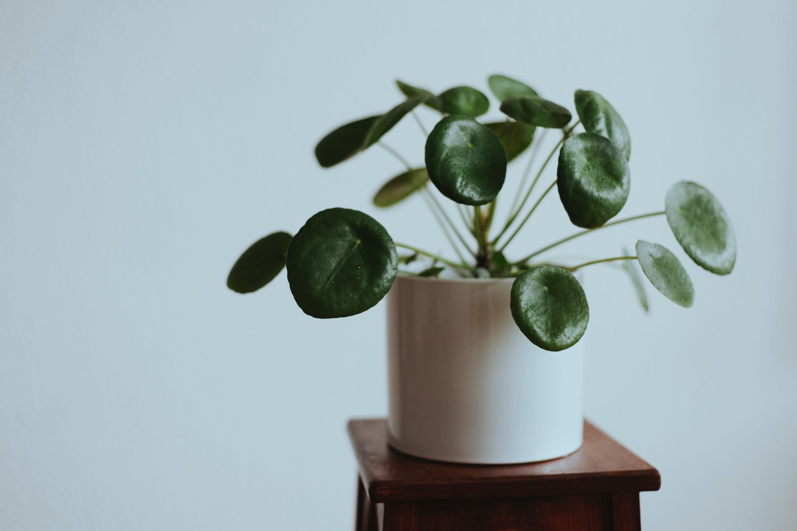 How To Grow And Care For A Money Plant