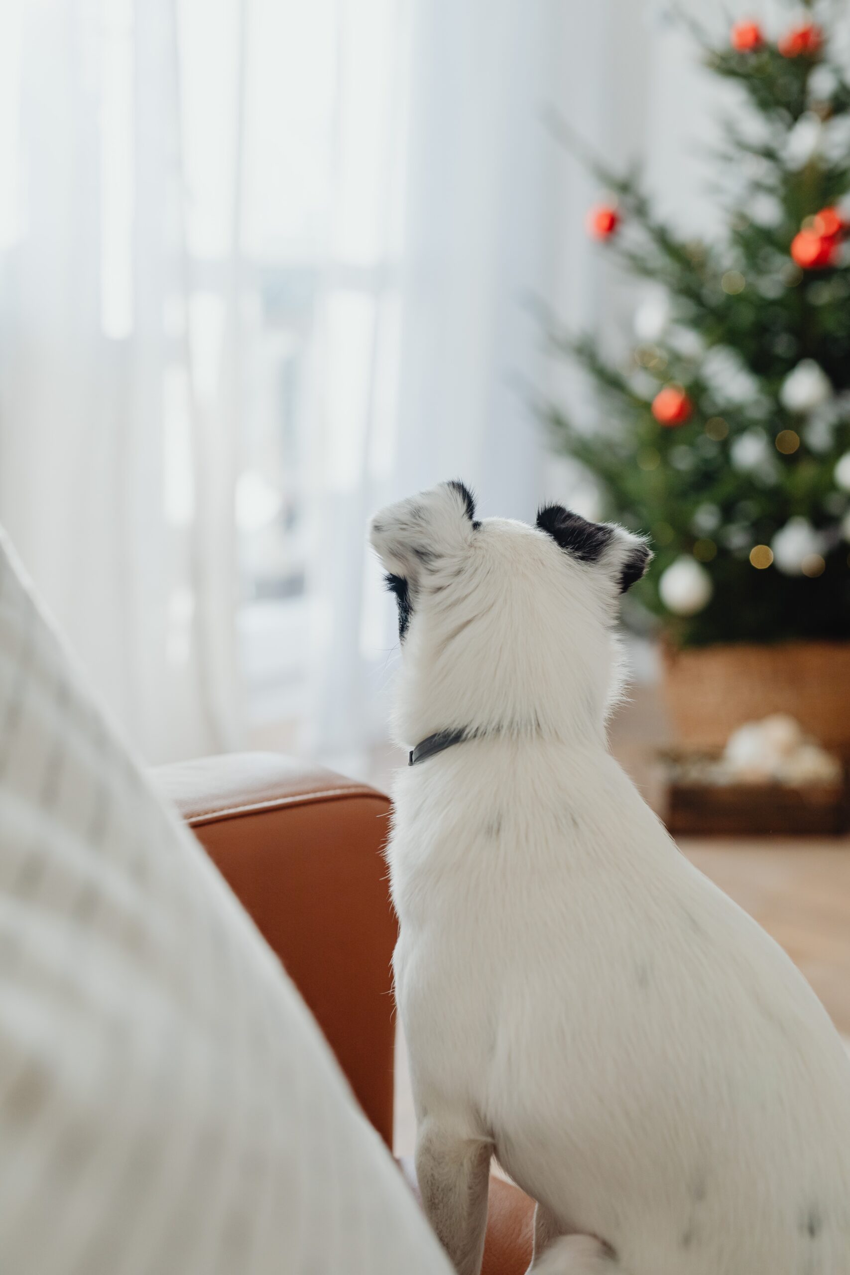 How To Keep Your Pets Happy and Clean This Holiday Season - Home & Texture