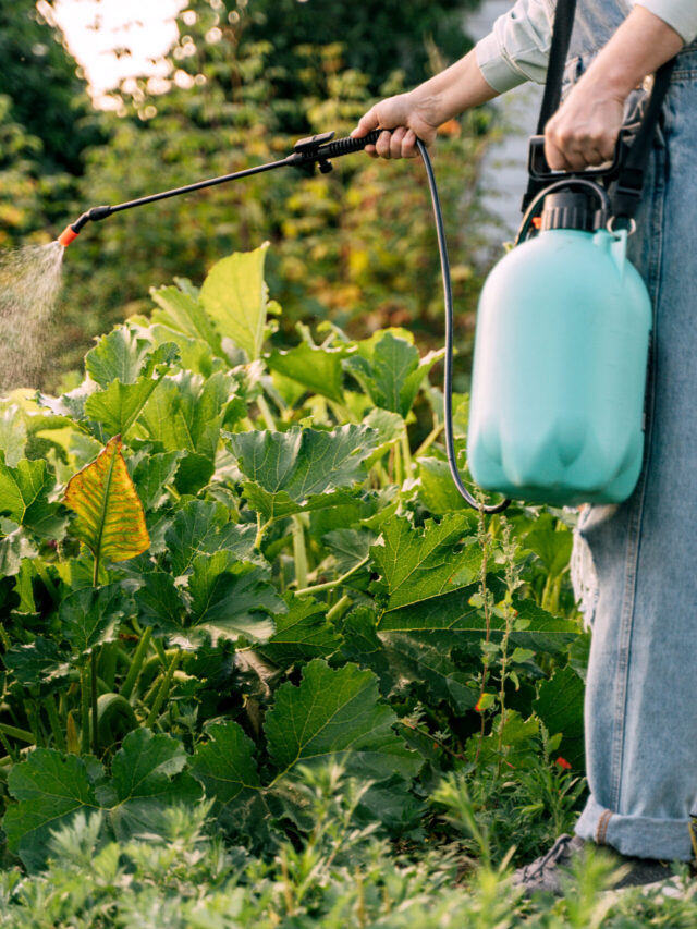 DIY Mosquito Control: Effective Methods for a Bite-Free Summer - Home ...