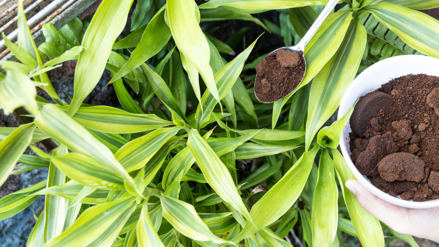Is Coffee Good for Plants? Find Out the Pros and Cons