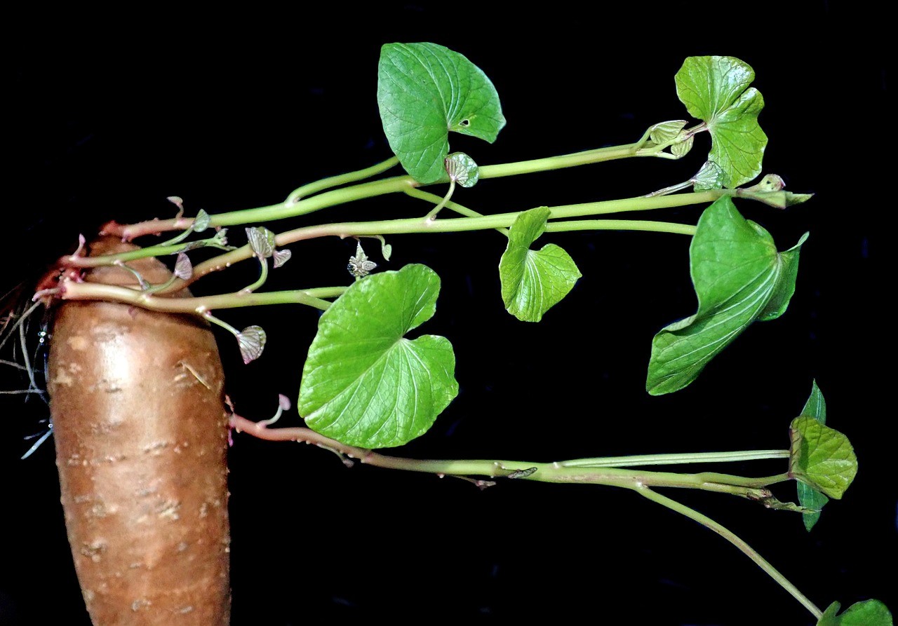 Gardening Tips For How to Grow Sweet Potato Slips