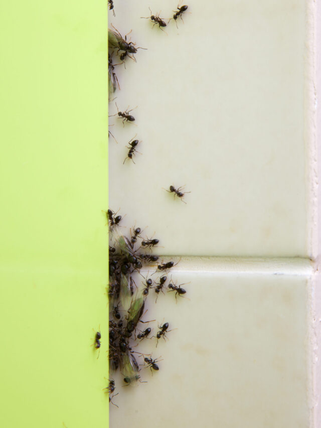 From Infestation to Eradication: Your Guide to Ant Control - Home & Texture
